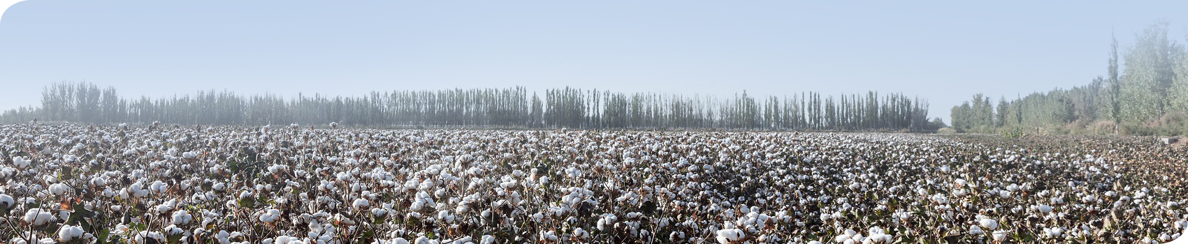 Cotton Comber Noil | Bleached Comber Noil - Dharam Agri Impex